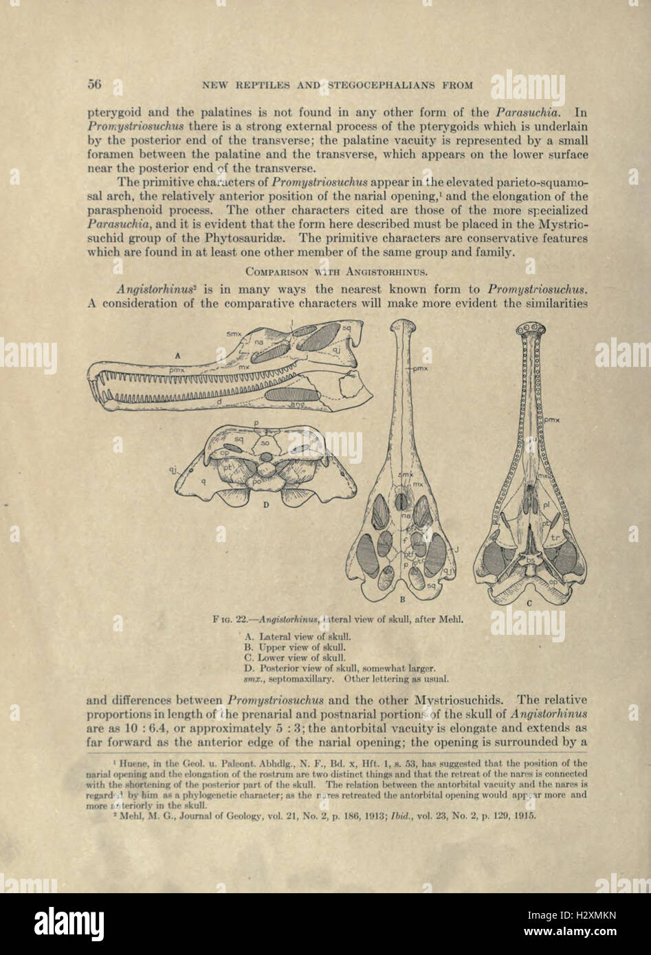 This page introduces newly discovered reptiles and stegocephalians from ...
