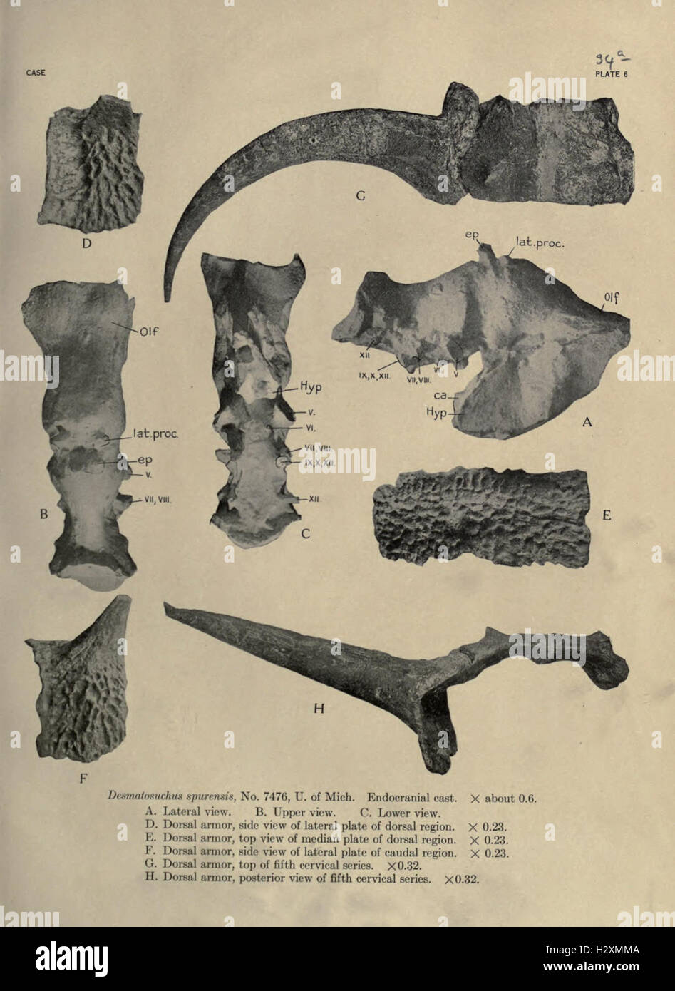 This work presents new discoveries of reptiles and stegocephalians from ...