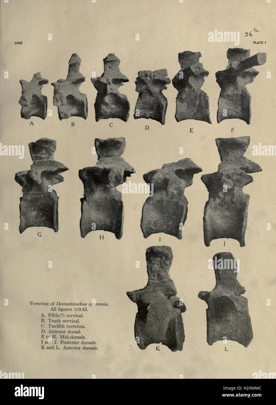 A paleontological study detailing the discovery of new reptile species ...