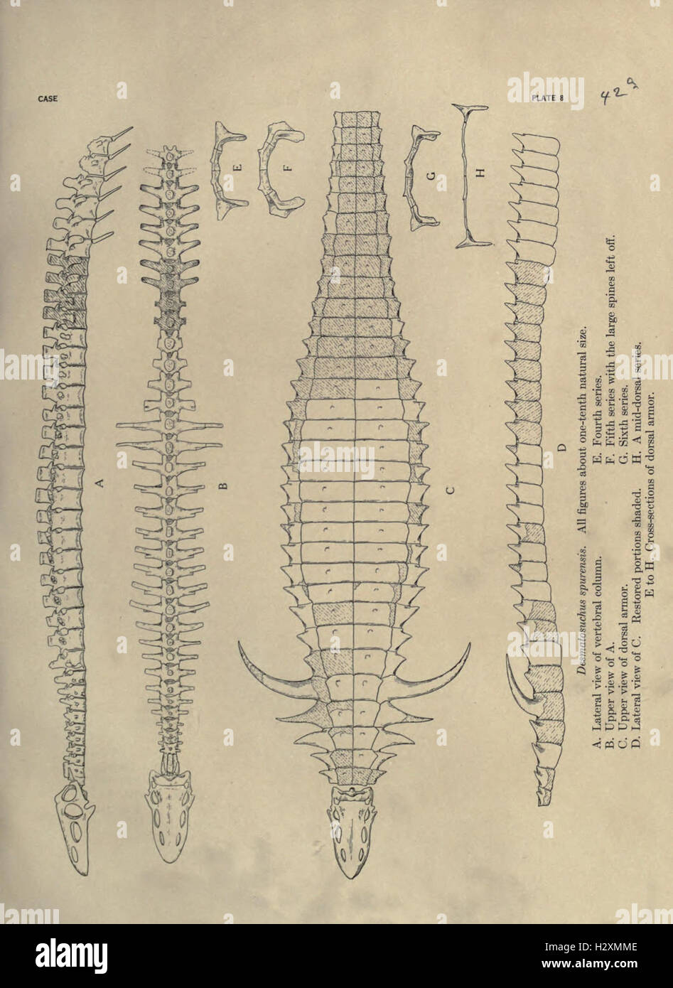 This study explores newly discovered reptiles and stegocephalians from ...
