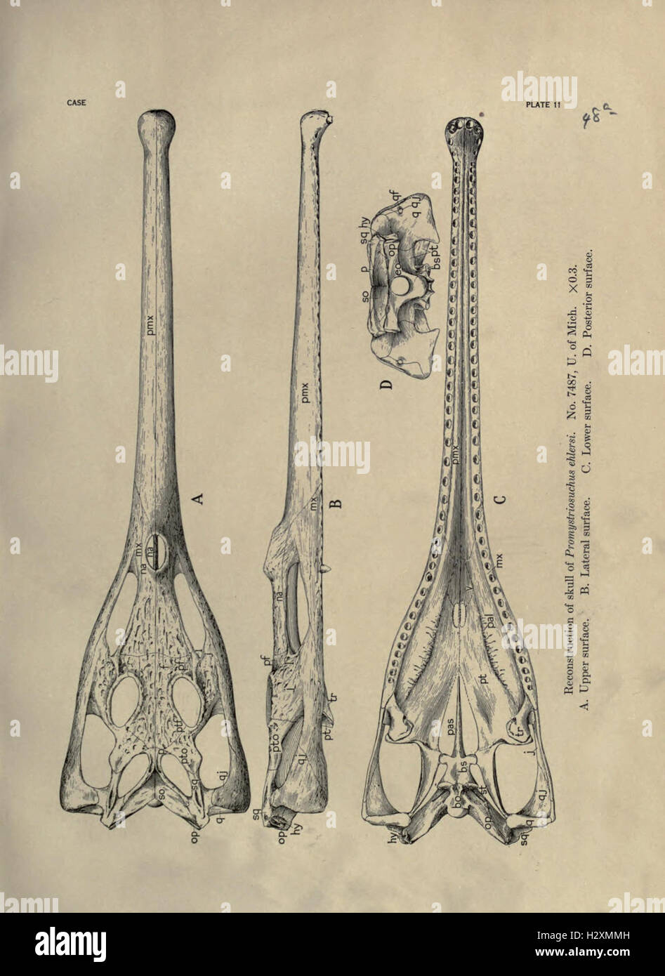 This work details the discovery of new reptile and stegocephalian ...