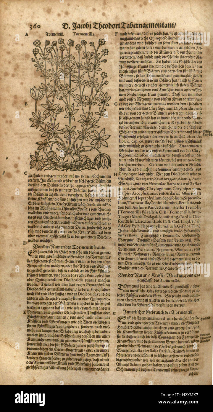 A detailed herbal book discussing various herbs and their uses ...
