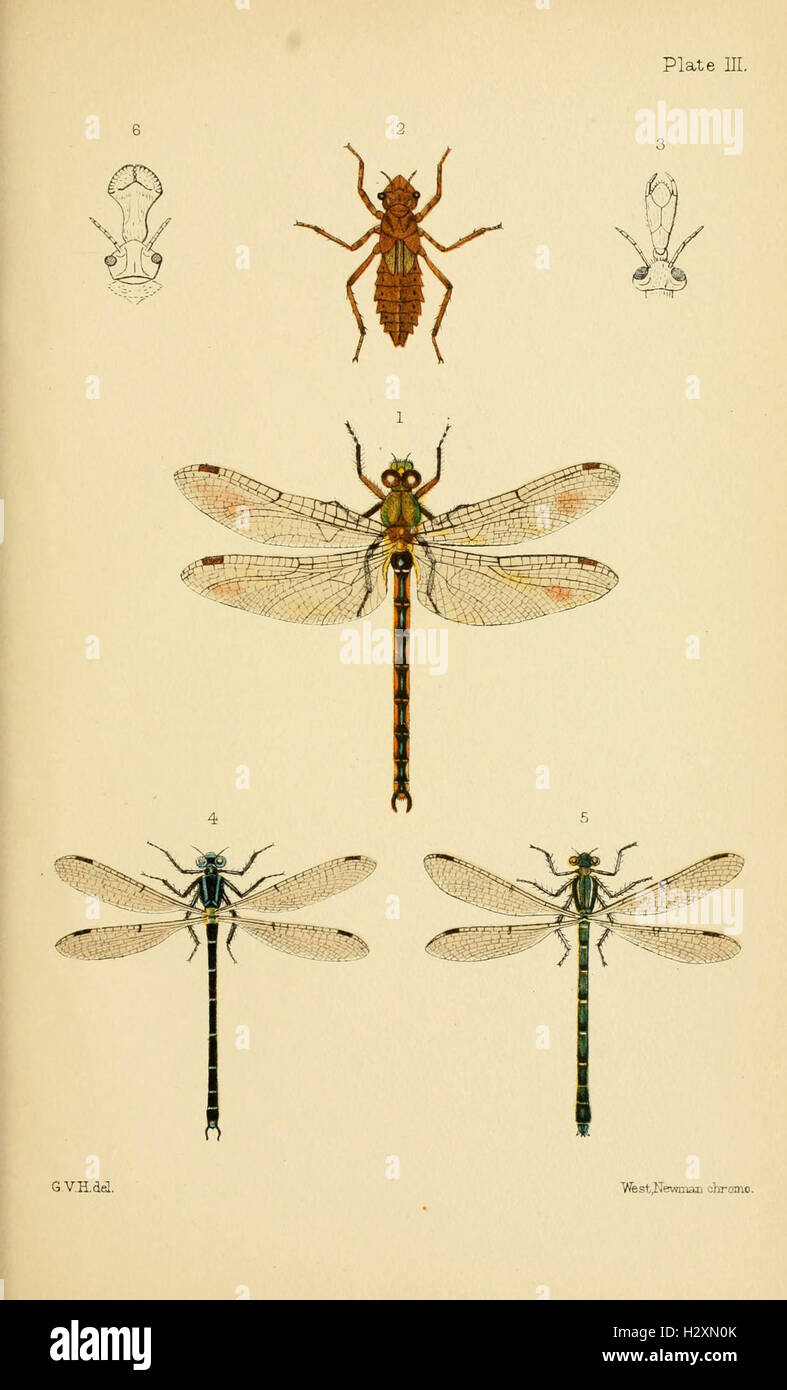 This work covers the Neuroptera (net-winged insects) species of New ...