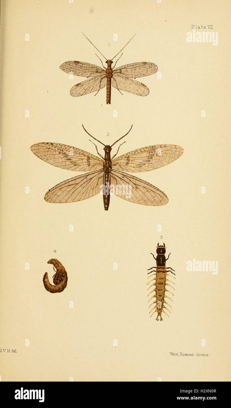 This work focuses on the Neuroptera insects of New Zealand, including ...