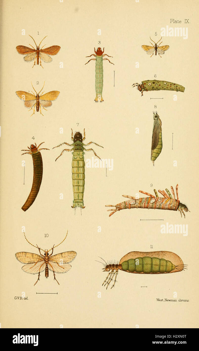 This work provides an in-depth study of Neuroptera species in New ...