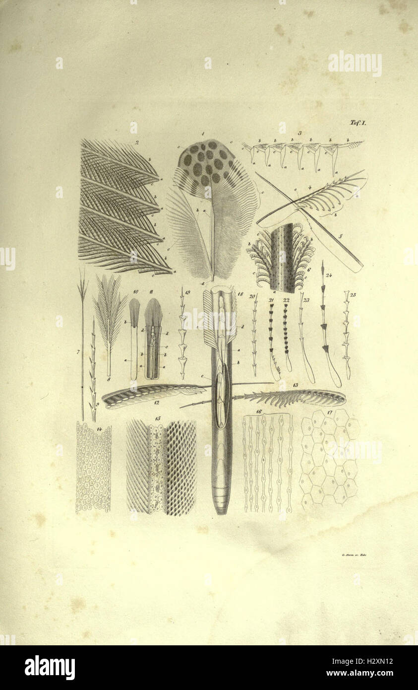 Pterylography hi-res stock photography and images - Alamy