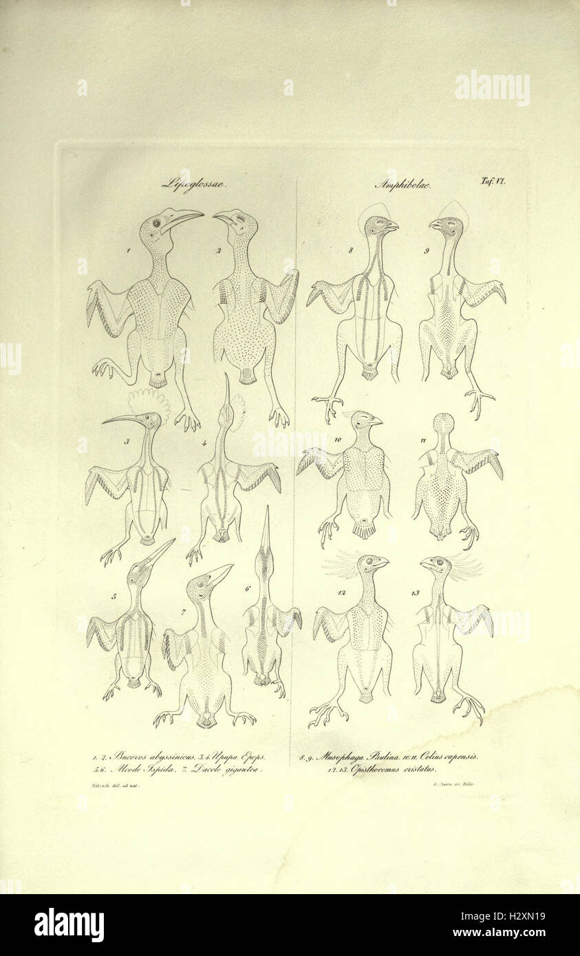 Nitzsch's 'Pterylography' provides a detailed study of the anatomy of ...
