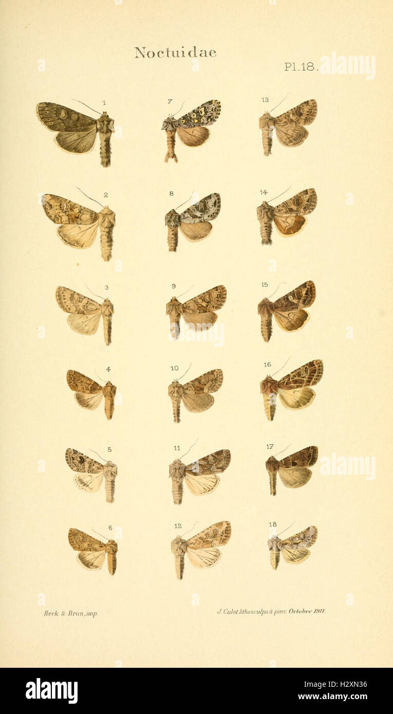 This work focuses on European moths, specifically noctuids and geometer ...