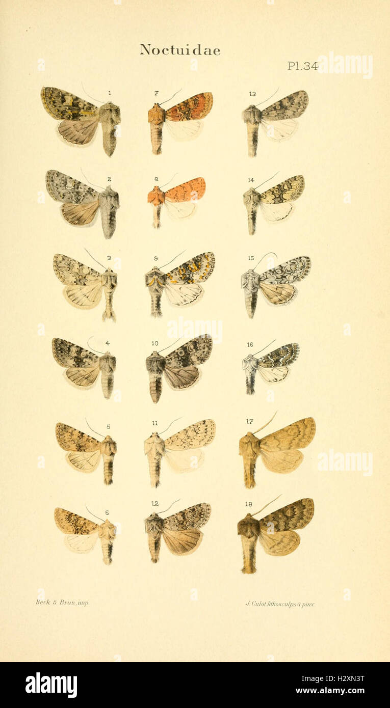 A study on the Noctuidae family of moths and Geometridae moths in ...