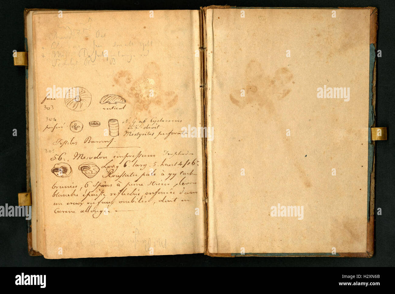 This notebook documents the observations of Rafinesque during his 1818 ...