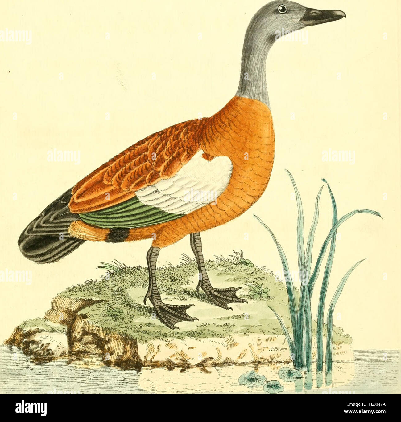 This zoological work features illustrated depictions of previously ...