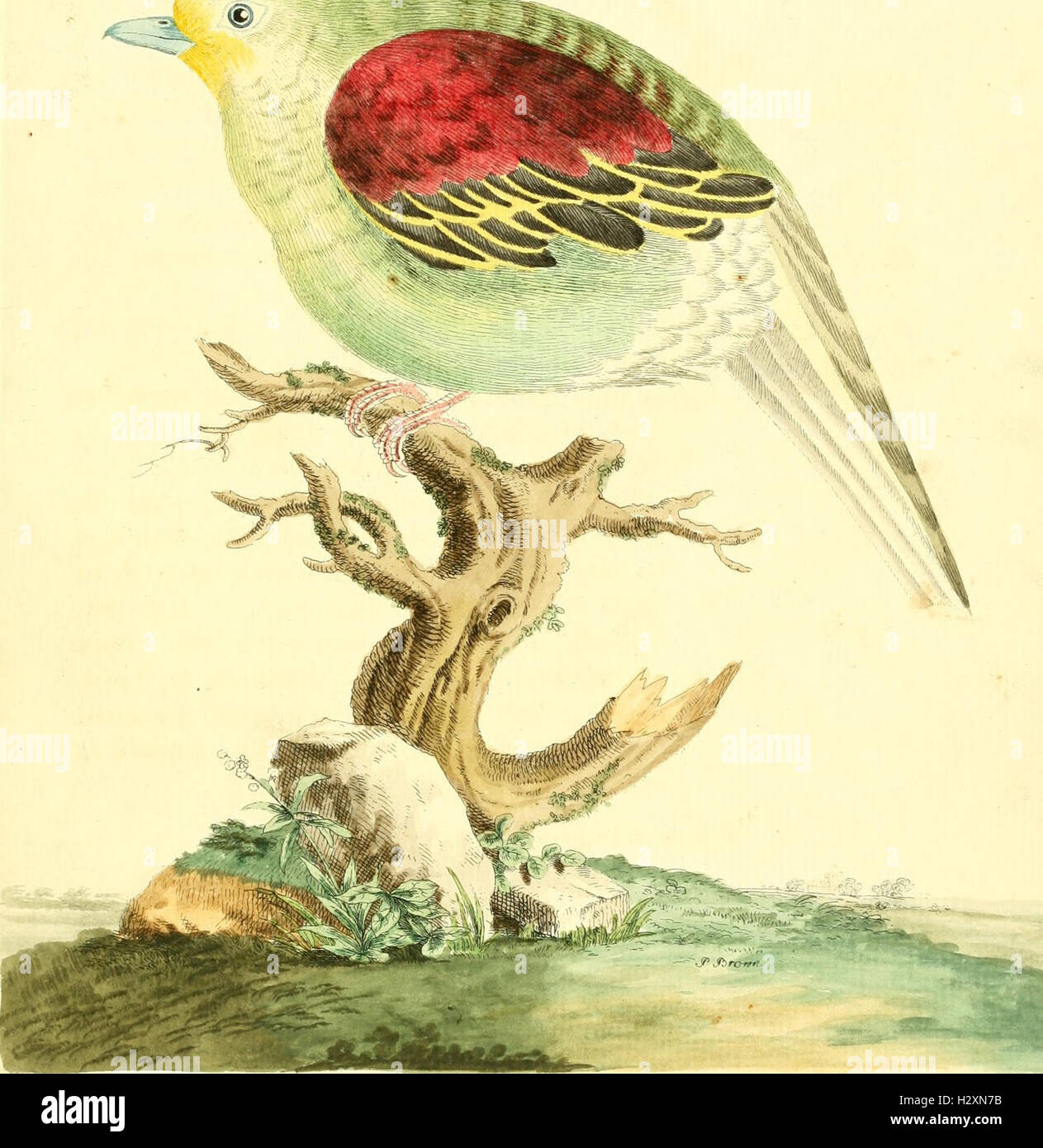 Fifty insects hi-res stock photography and images - Alamy