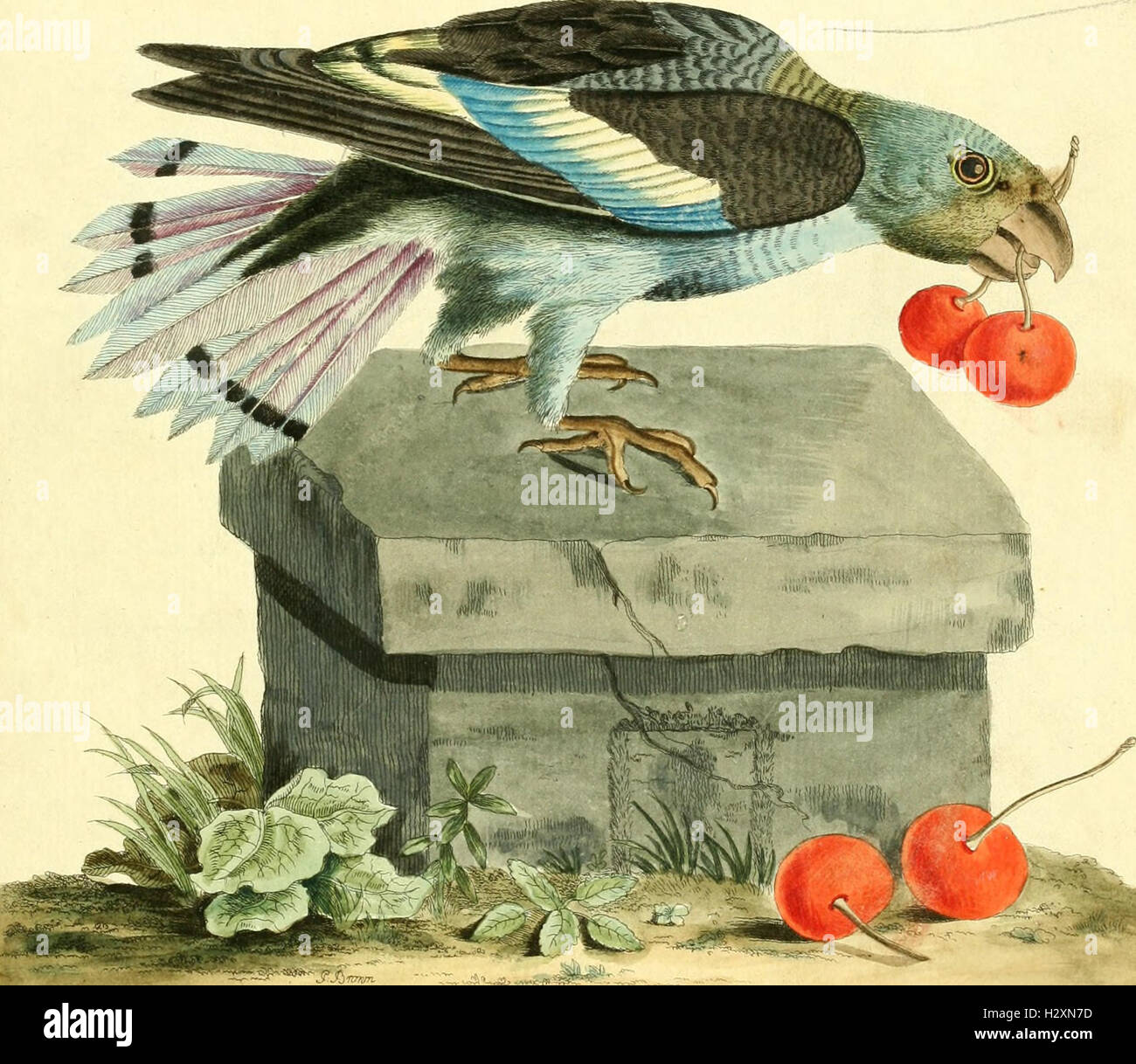 This zoological work includes fifty illuminated plates depicting rare ...