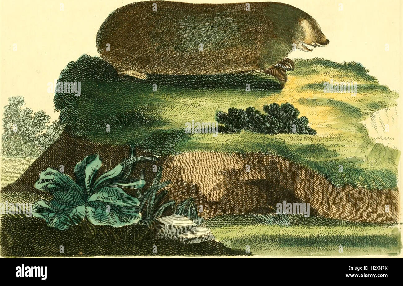 An illustrated zoology work containing fifty hand-colored plates of ...