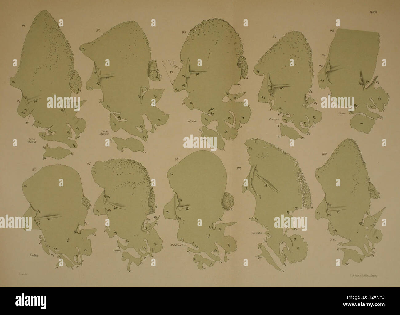 This work explores the cartilage and outer ear structures of mammals ...