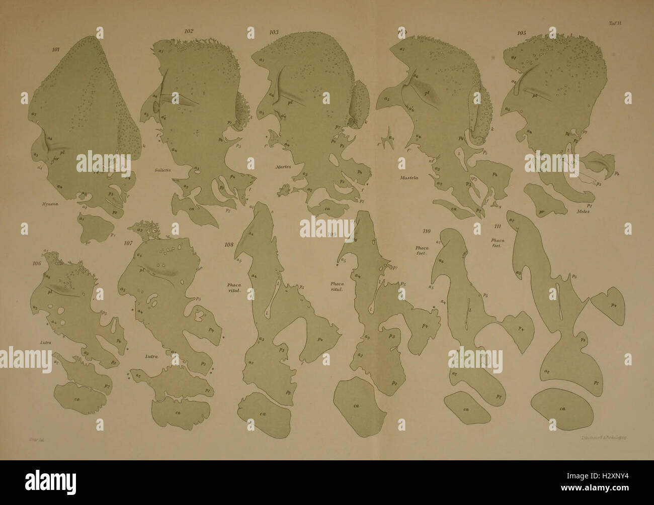 This work explores the ear cartilage and outer ear of mammals, focusing ...