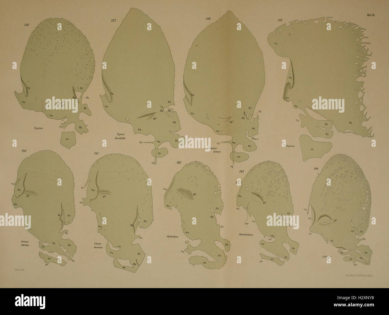 This work focuses on the ear cartilage and outer ear of mammals ...