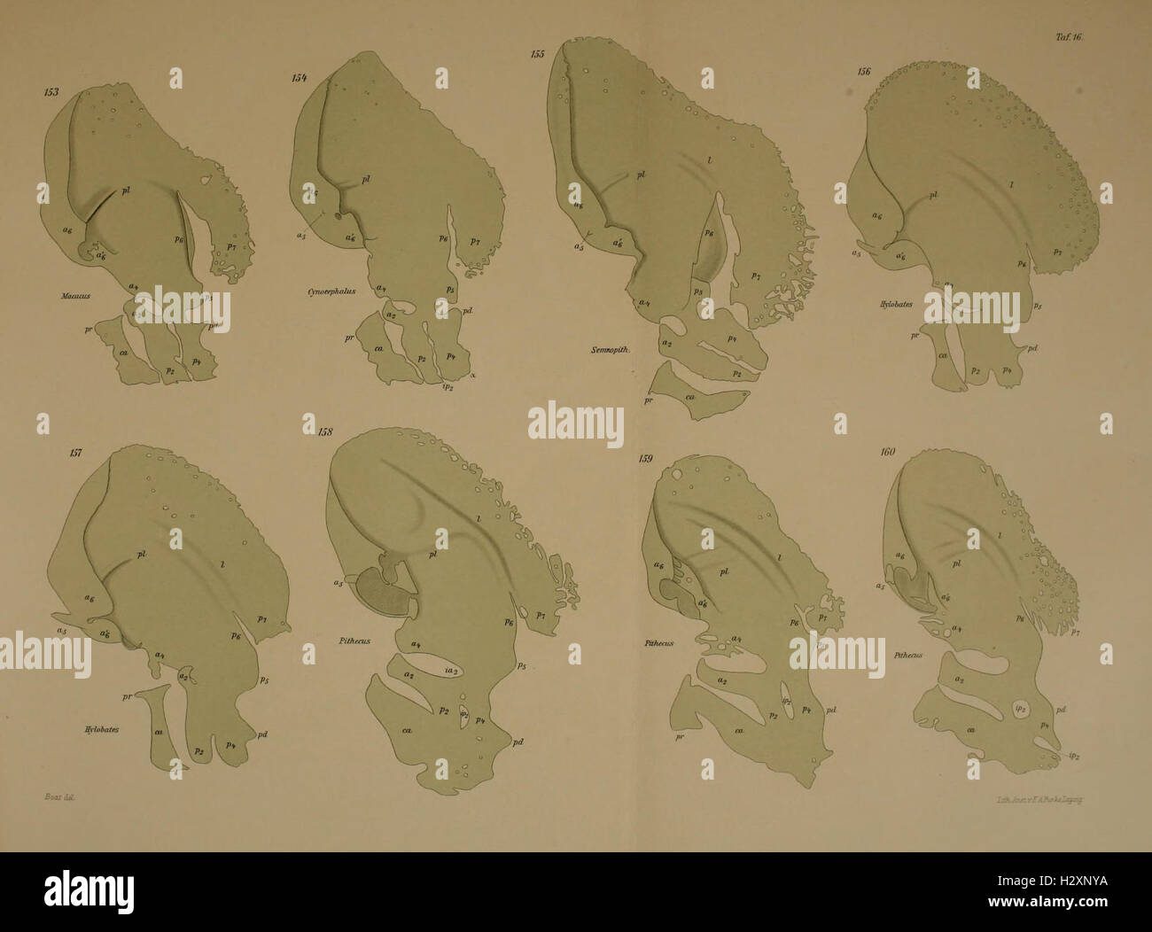 A study on the ear cartilage and external ear structures of mammals ...