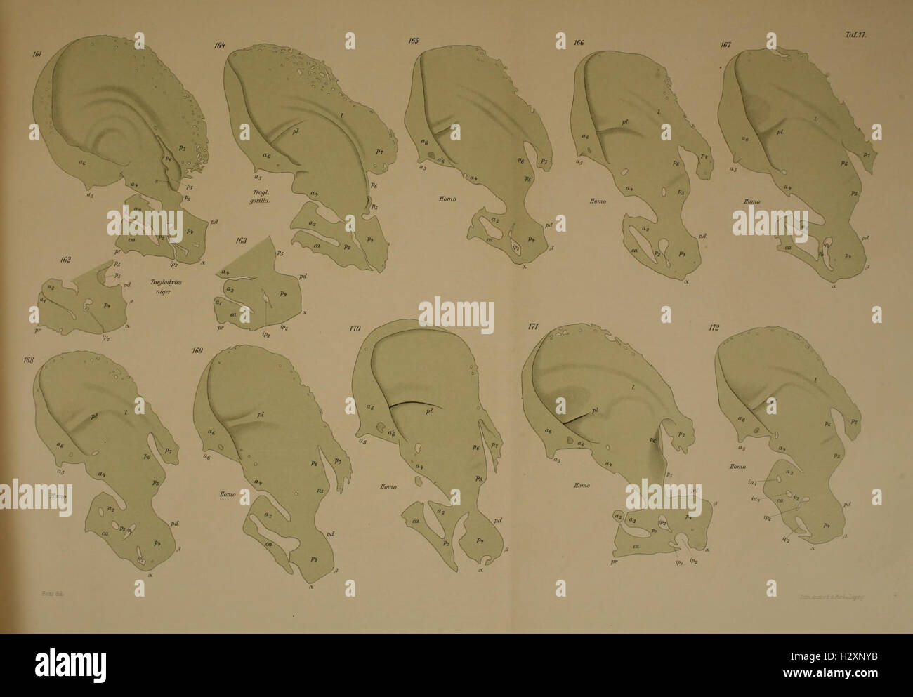 A scientific study of the ear cartilage and external ear of mammals ...