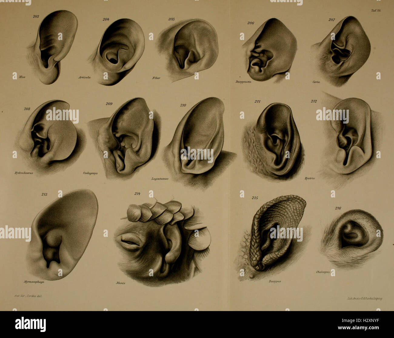 Variations of the outer ear hi-res stock photography and images - Alamy