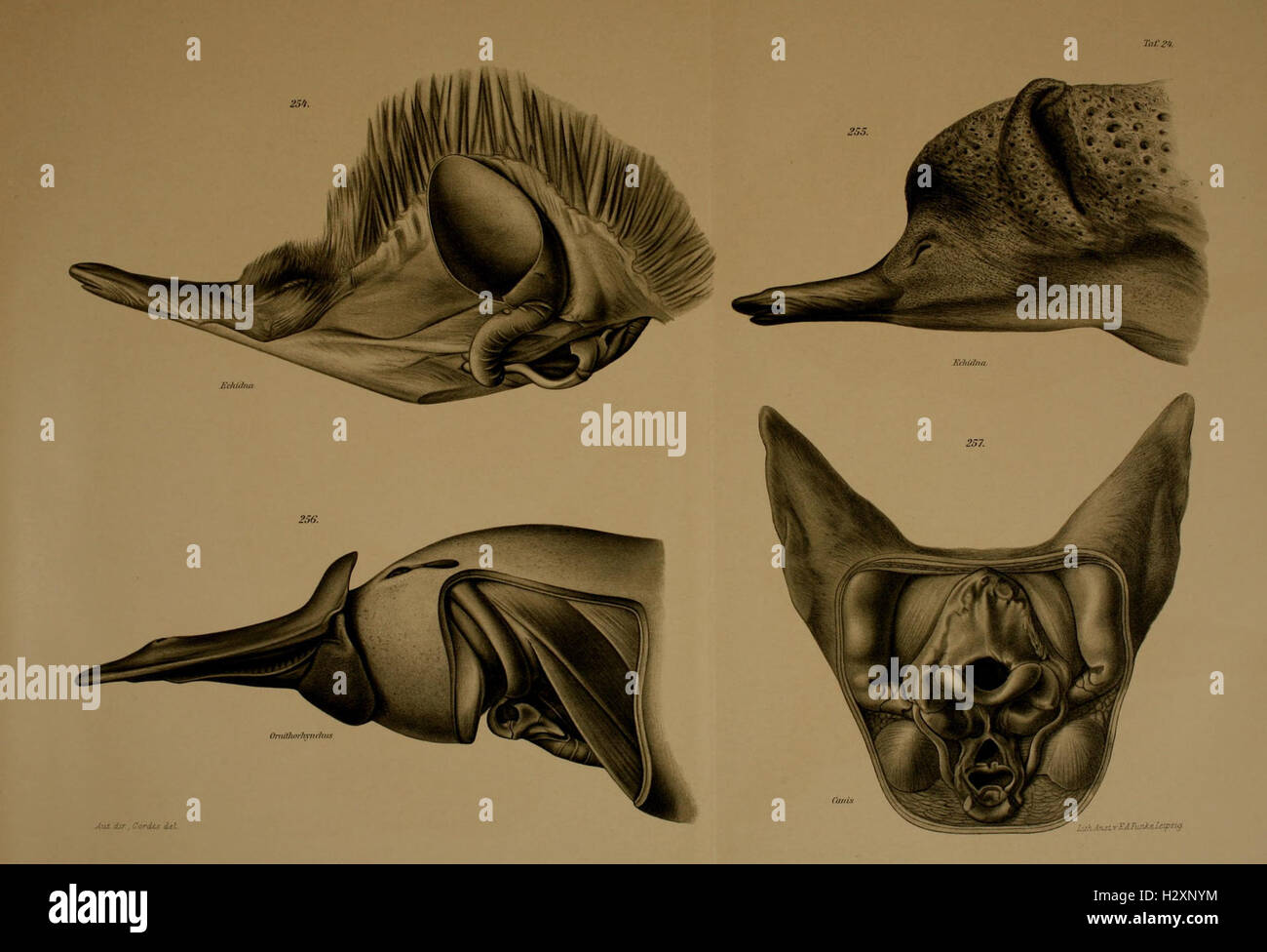 This study examines the cartilage structure and external ear anatomy of ...
