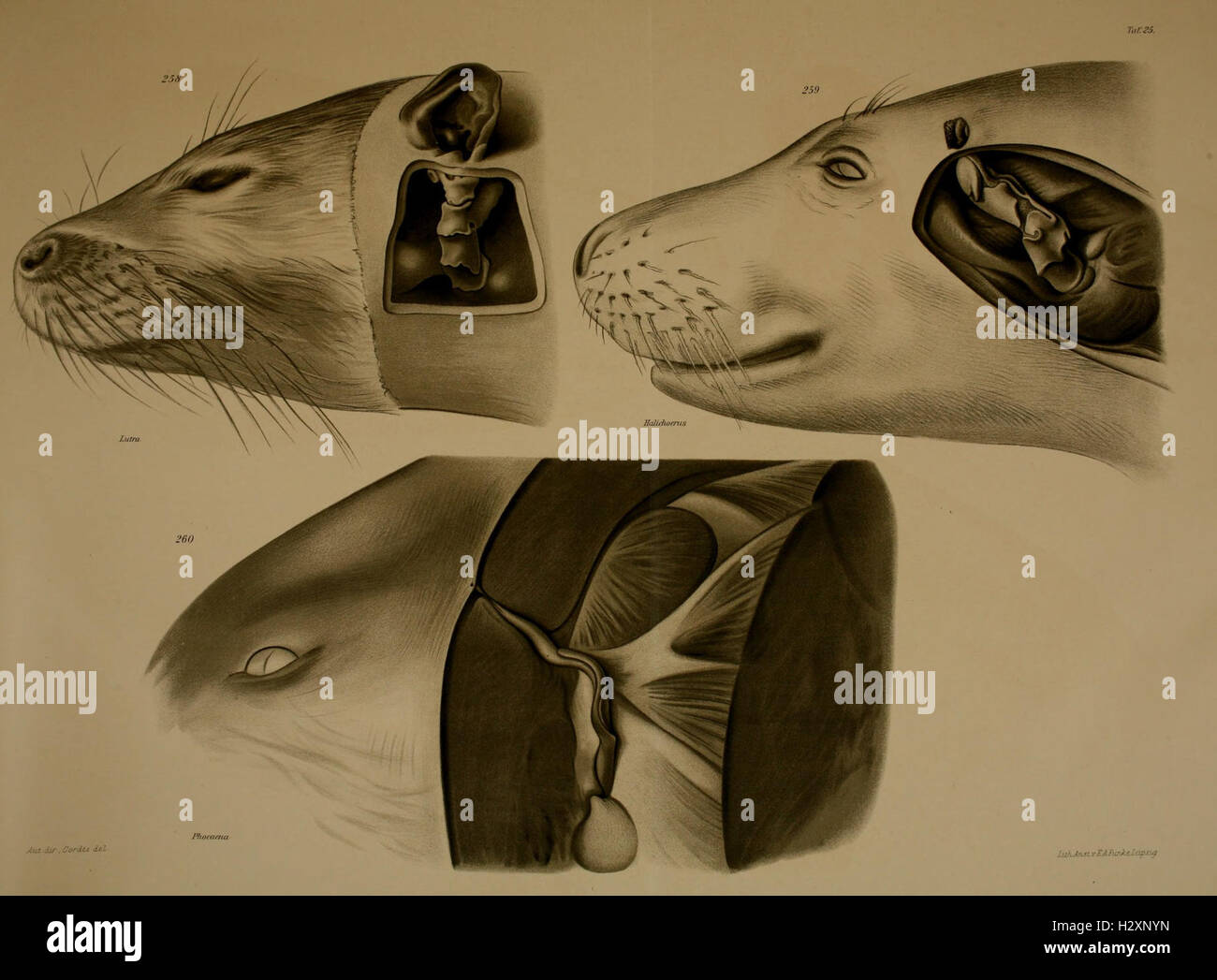 This illustration from a study on mammals shows the ear cartilage and ...