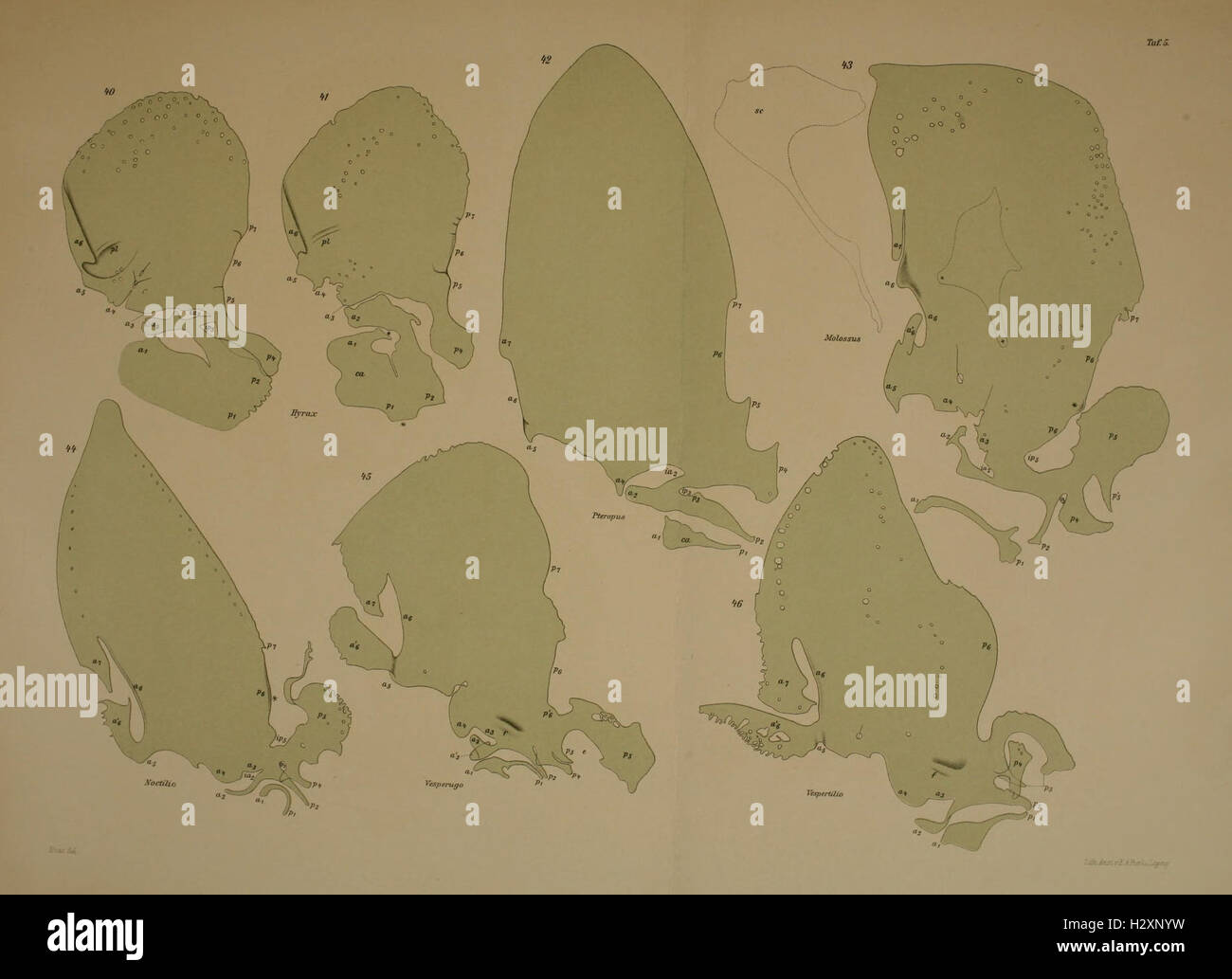 This anatomical study focuses on the ear cartilage and external ear ...