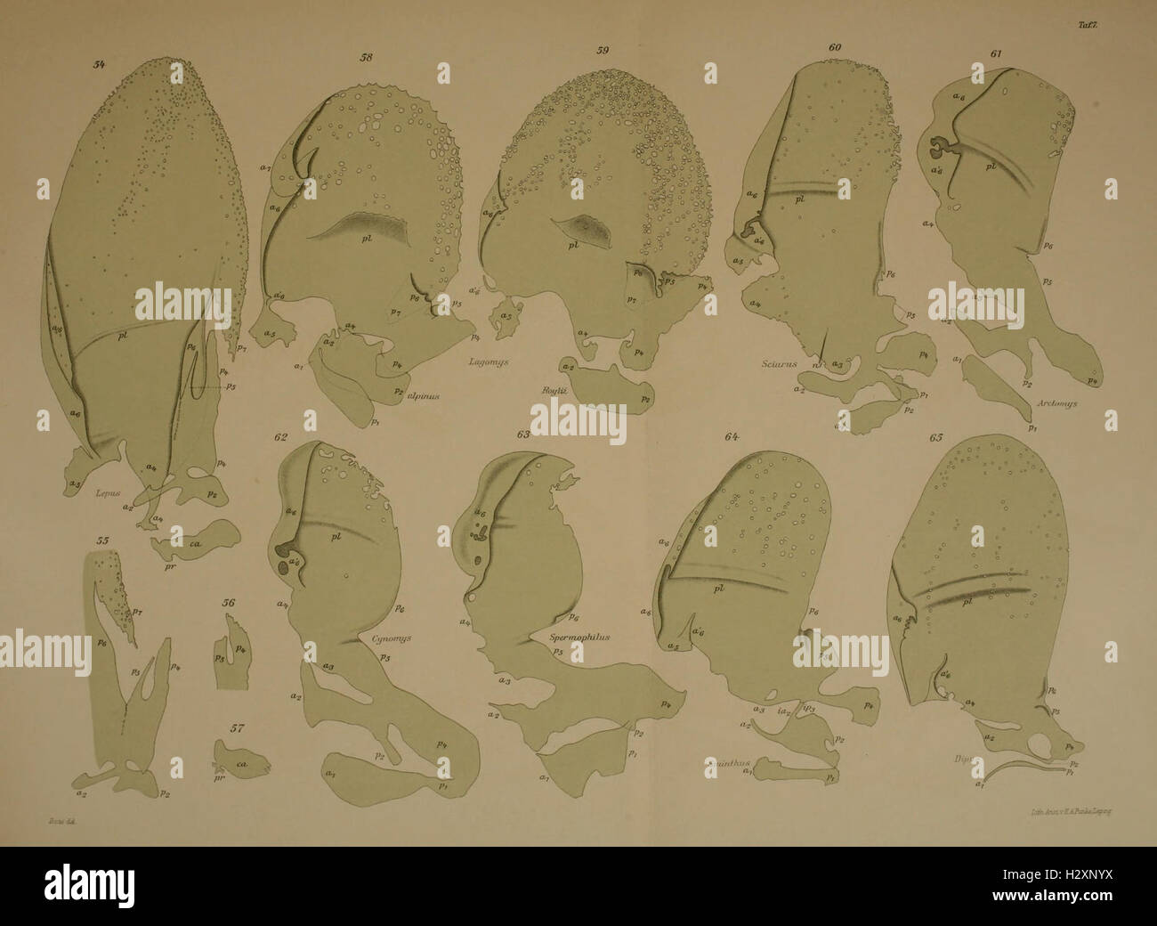 Ear functions hi-res stock photography and images - Alamy