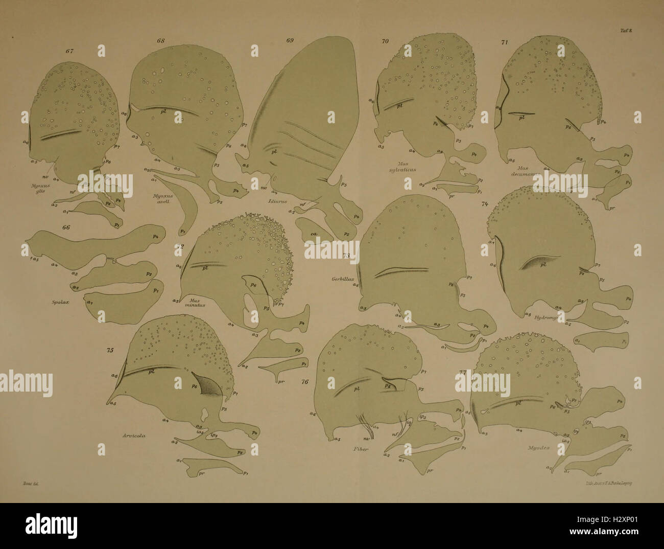 This plate (Taf. 8) depicts the ear cartilage and external ear ...