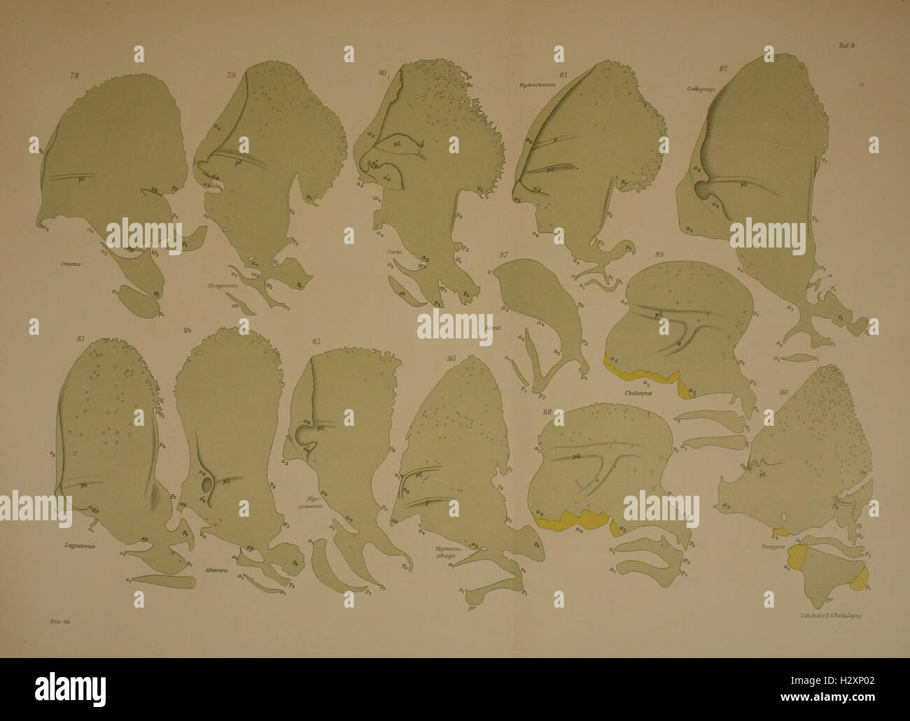 A study on the ear cartilage and external ear of mammals, illustrated ...