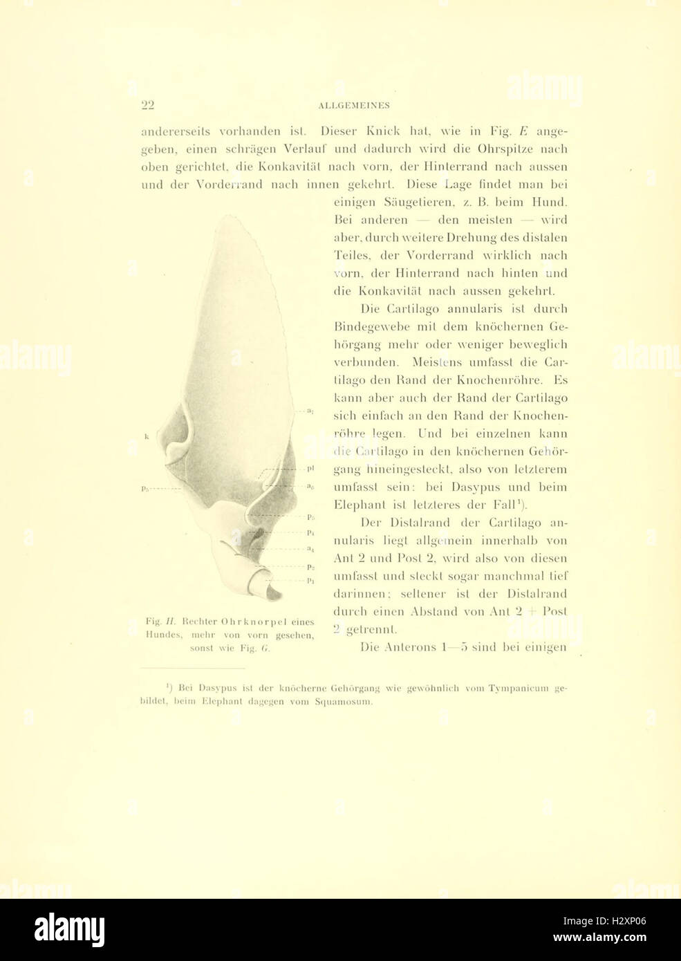 This work explores the cartilage and outer ear structure of mammals ...