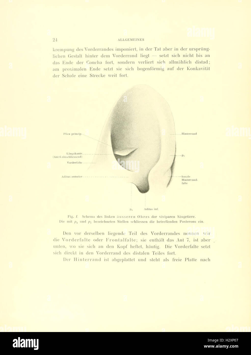 This work on the cartilage and external ear of mammals discusses the ...