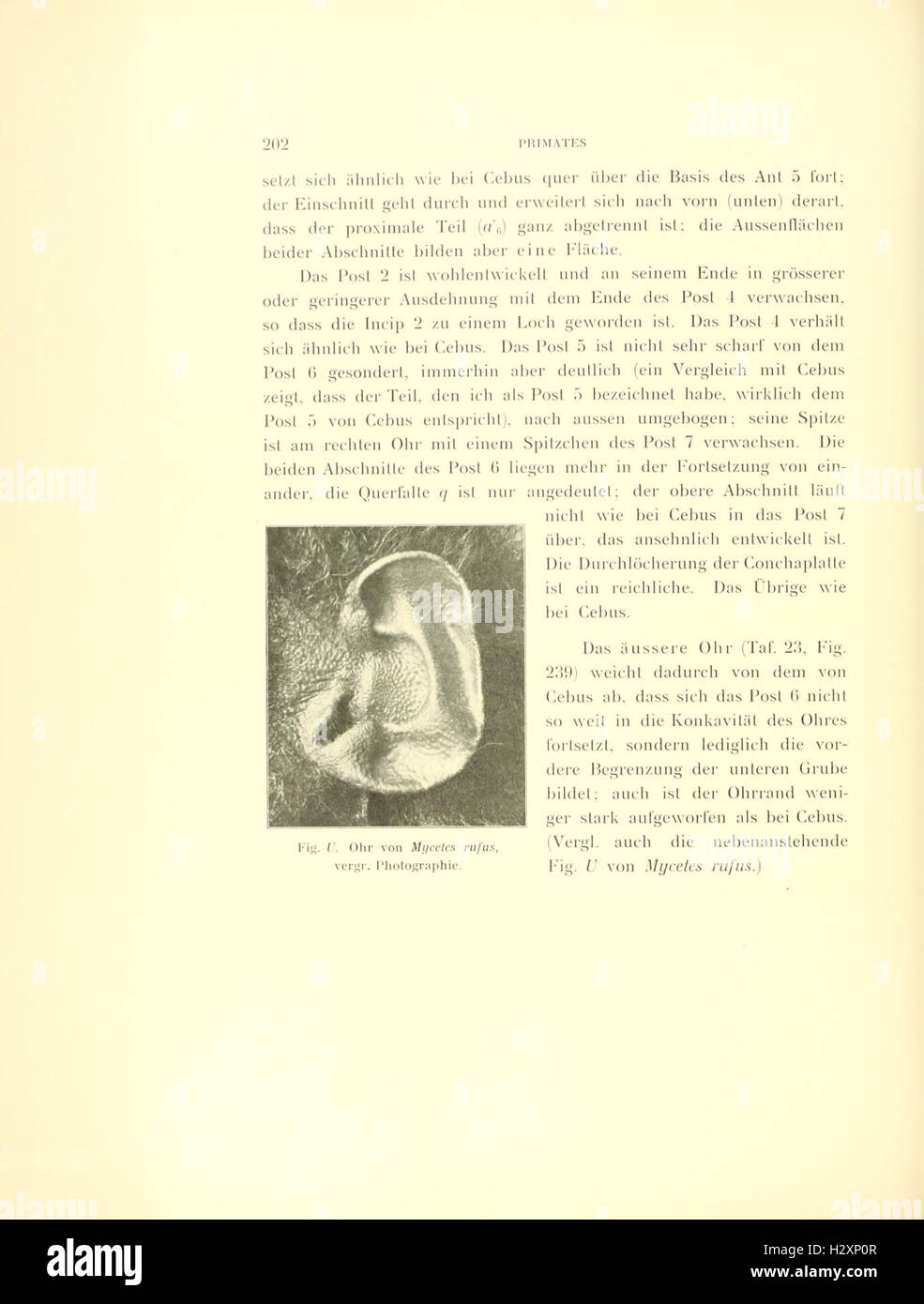 This work examines the ear cartilage and external ear of mammals ...