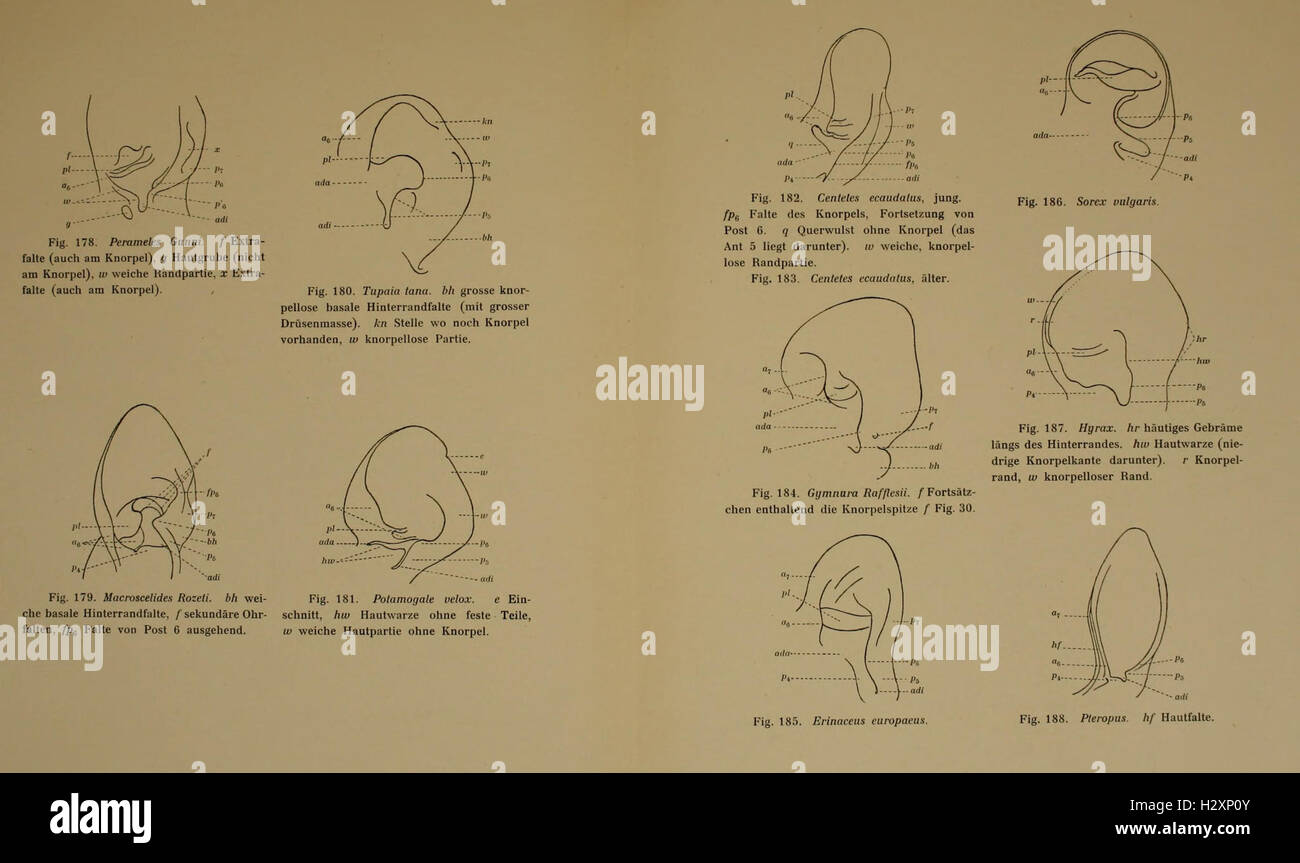 This German work investigates the ear cartilage and external ear ...
