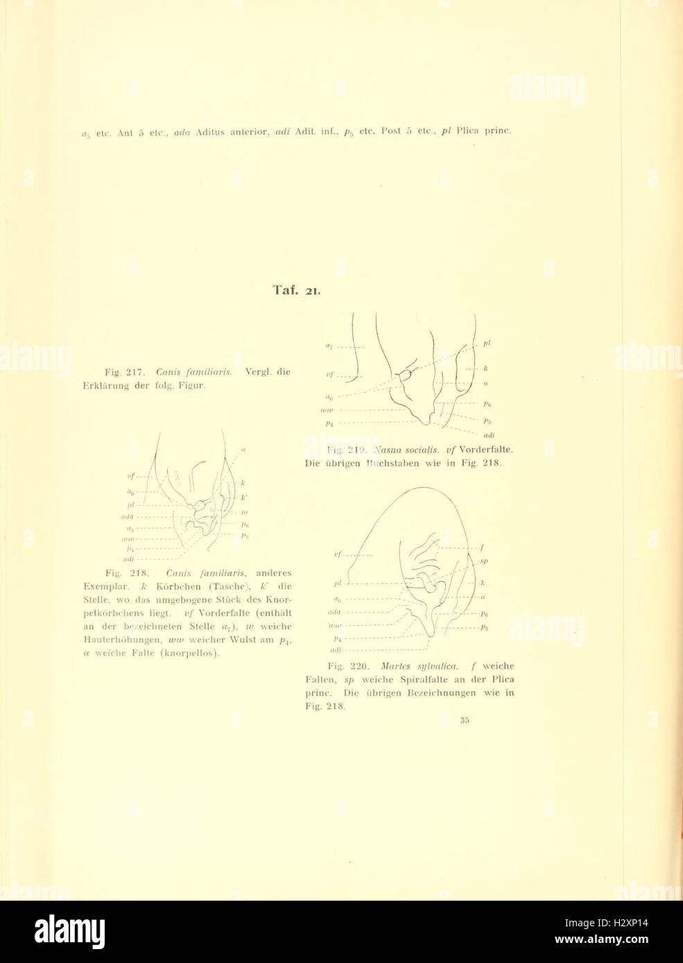 This work focuses on the cartilage of the ear and the external ear ...