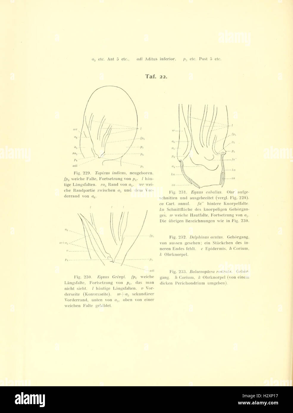 This study focuses on the ear cartilage and external ear structures of ...