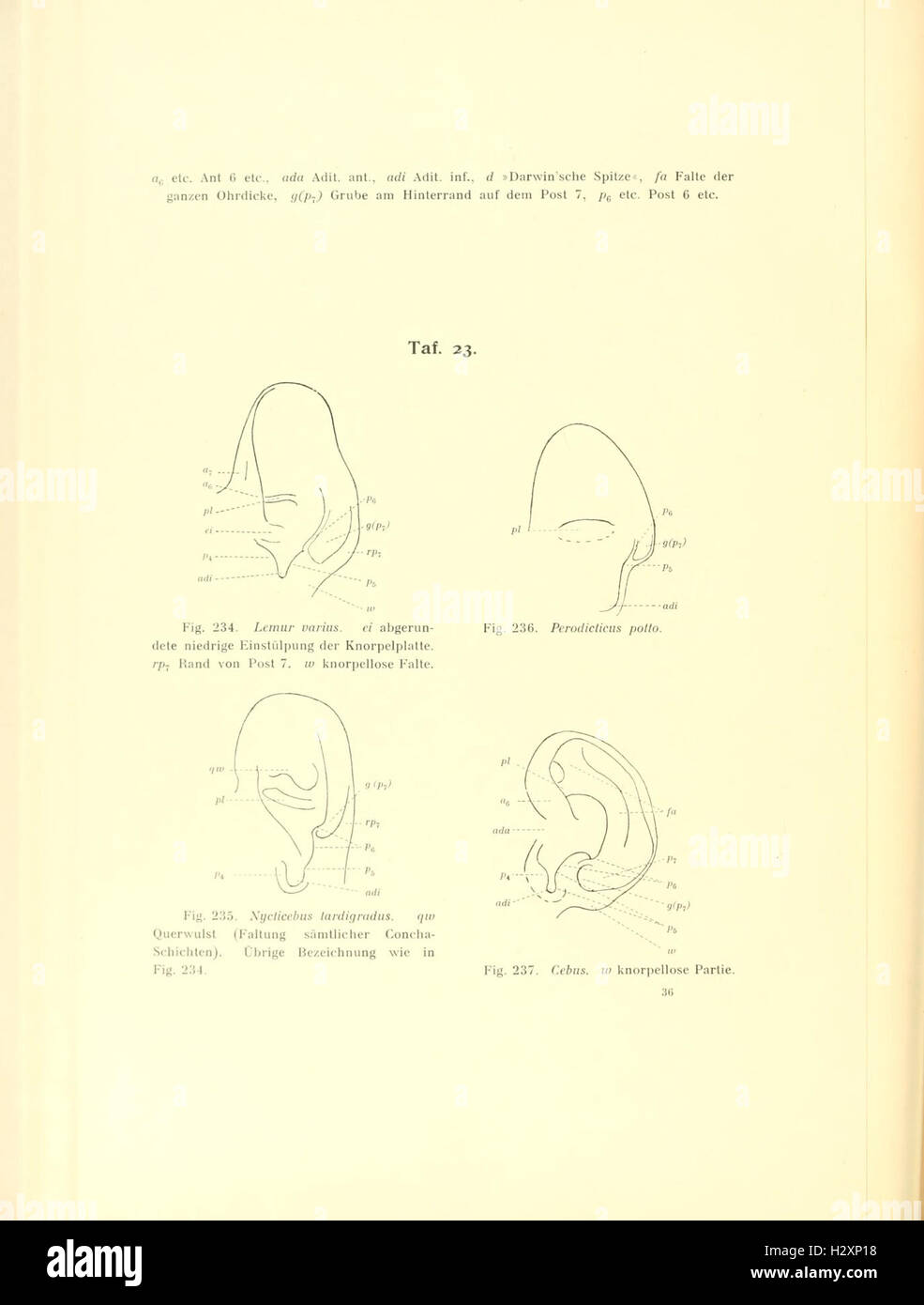 A study on the cartilage and external ear structures in mammals ...