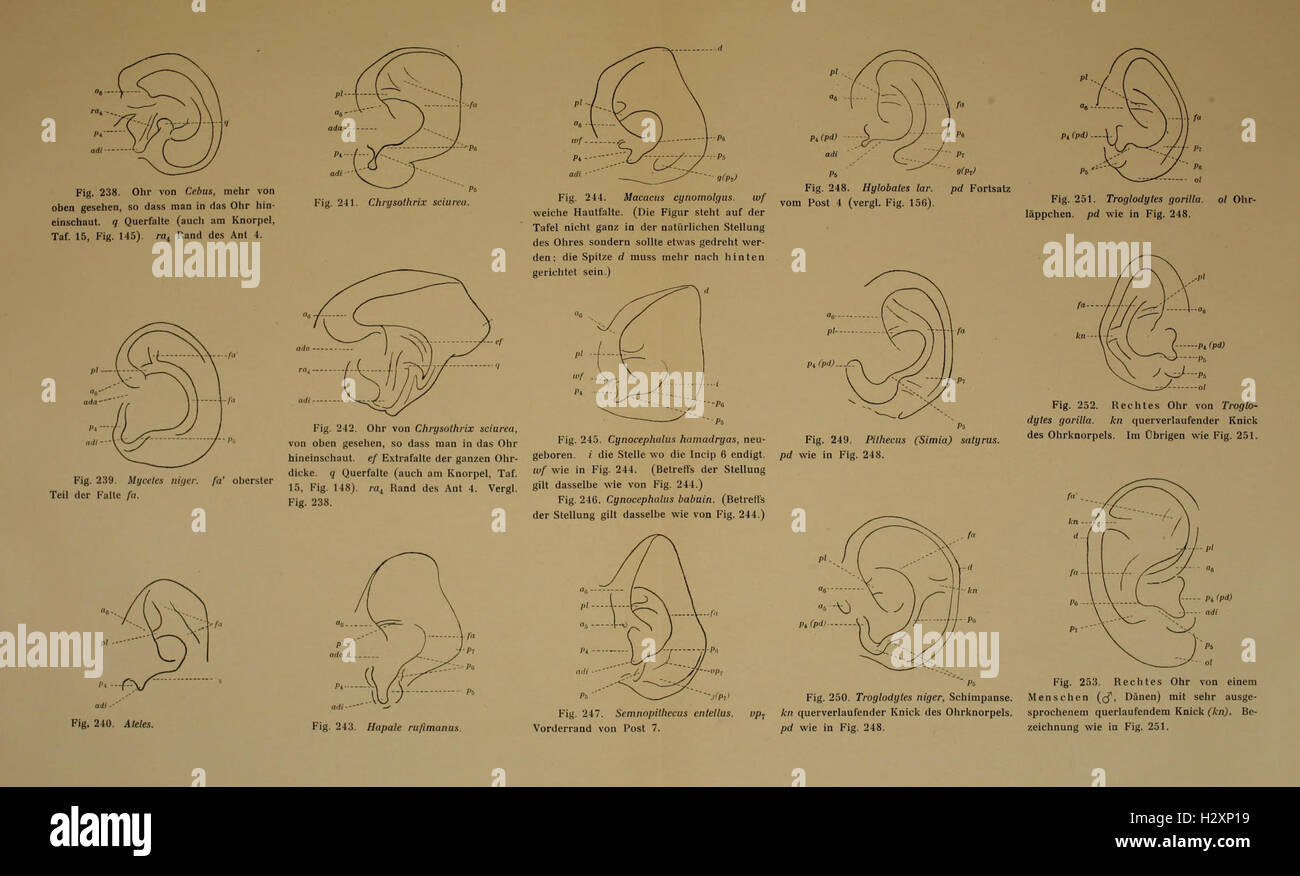 This study explores the structure of the ear cartilage and external ear ...