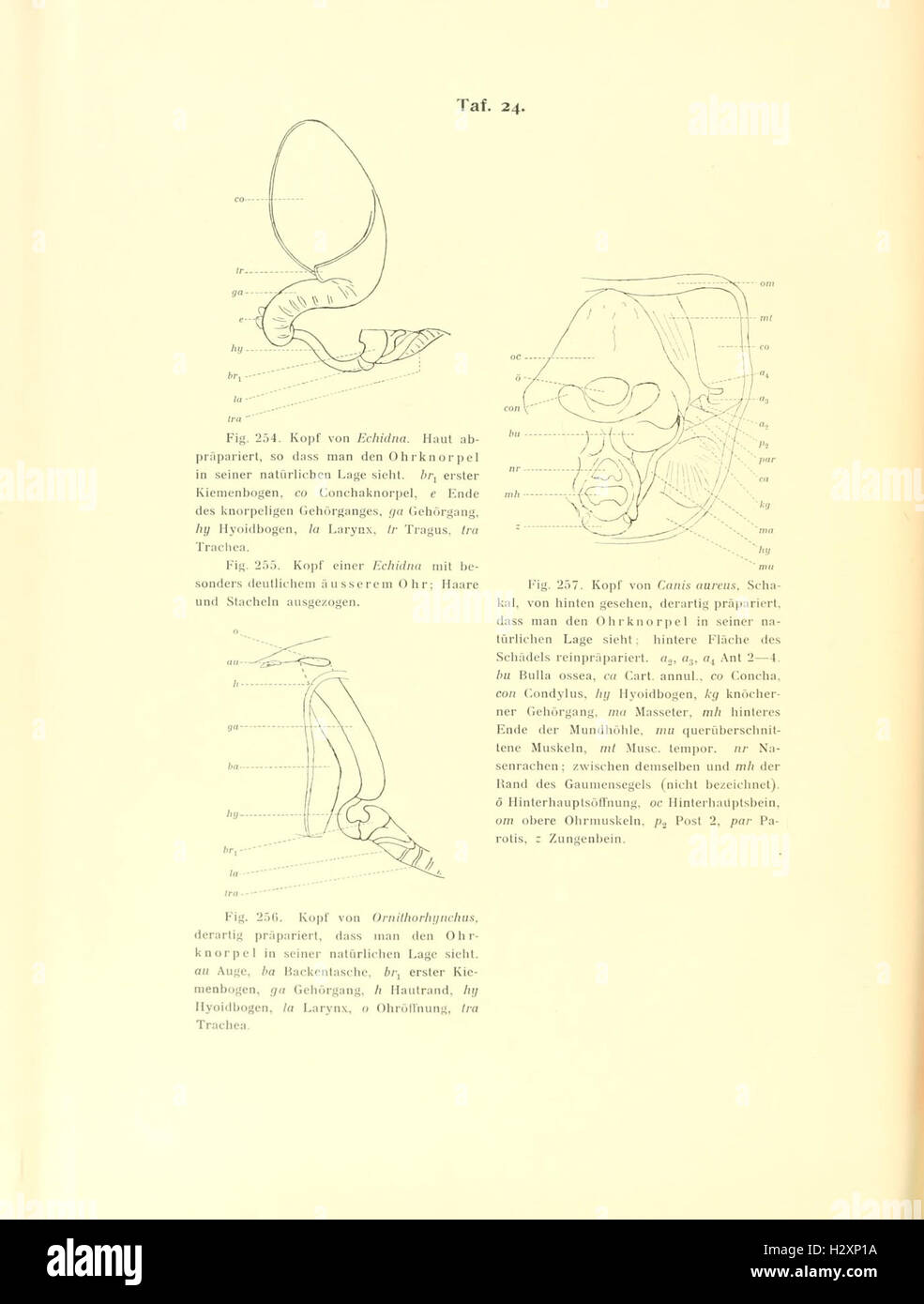 This work focuses on the cartilage and outer ear of mammals, exploring ...
