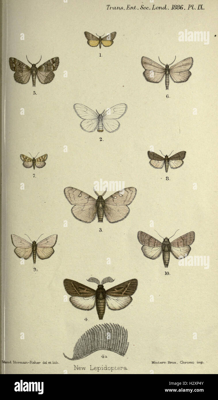 A collection documenting various species of butterflies, detailing ...