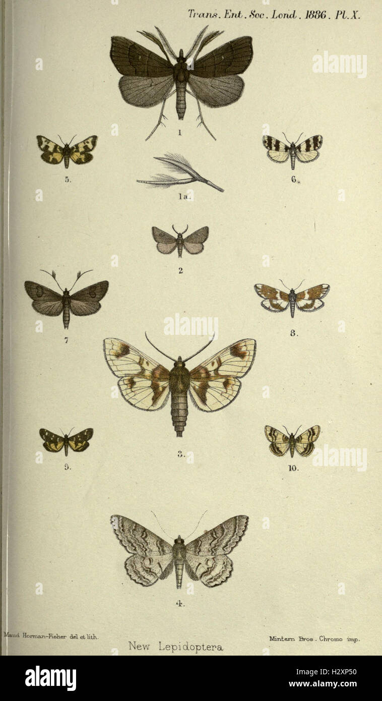 A detailed collection of various butterfly species, focusing on their ...