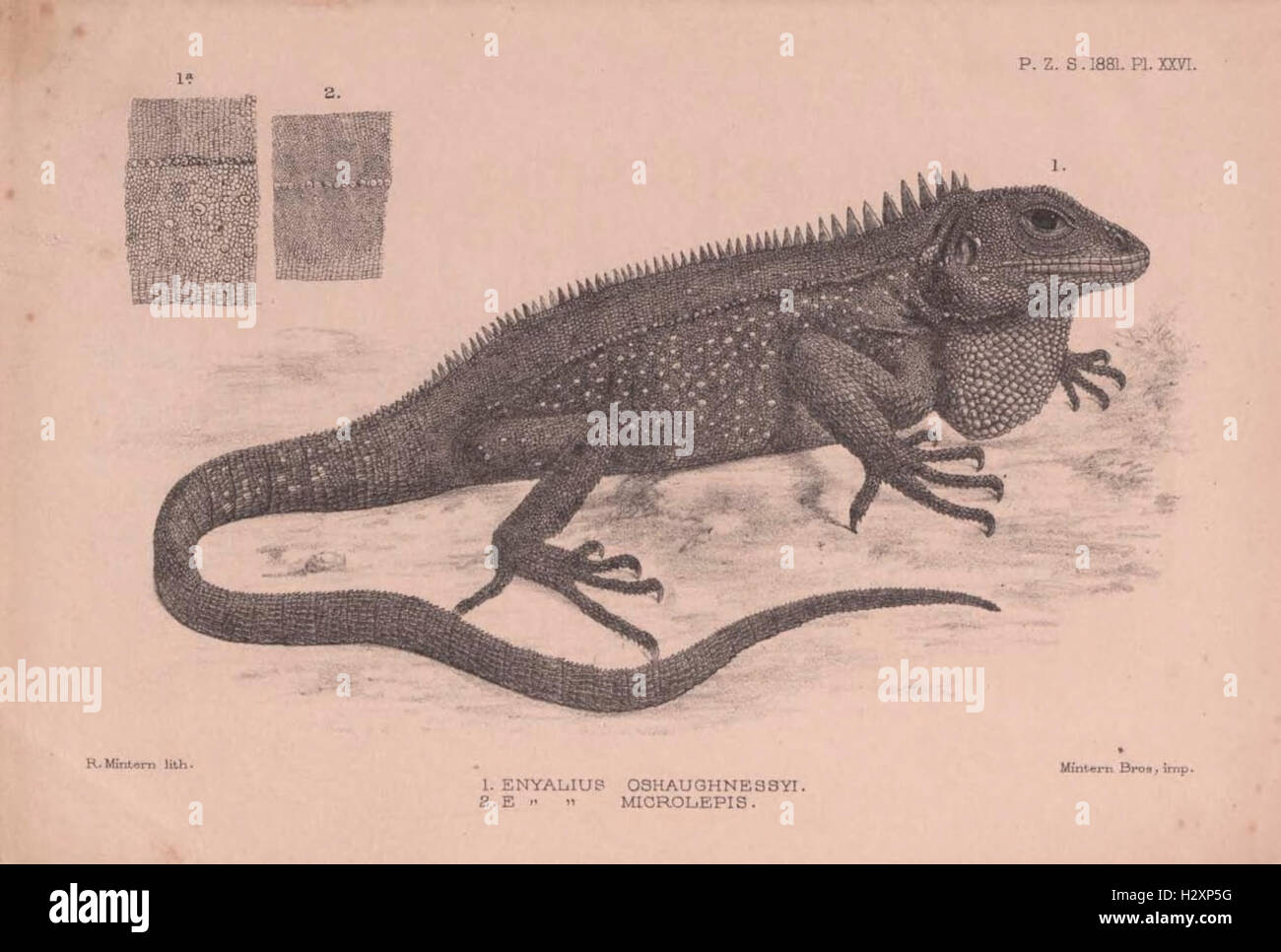 This work presents a collection of reptiles and frogs primarily from ...