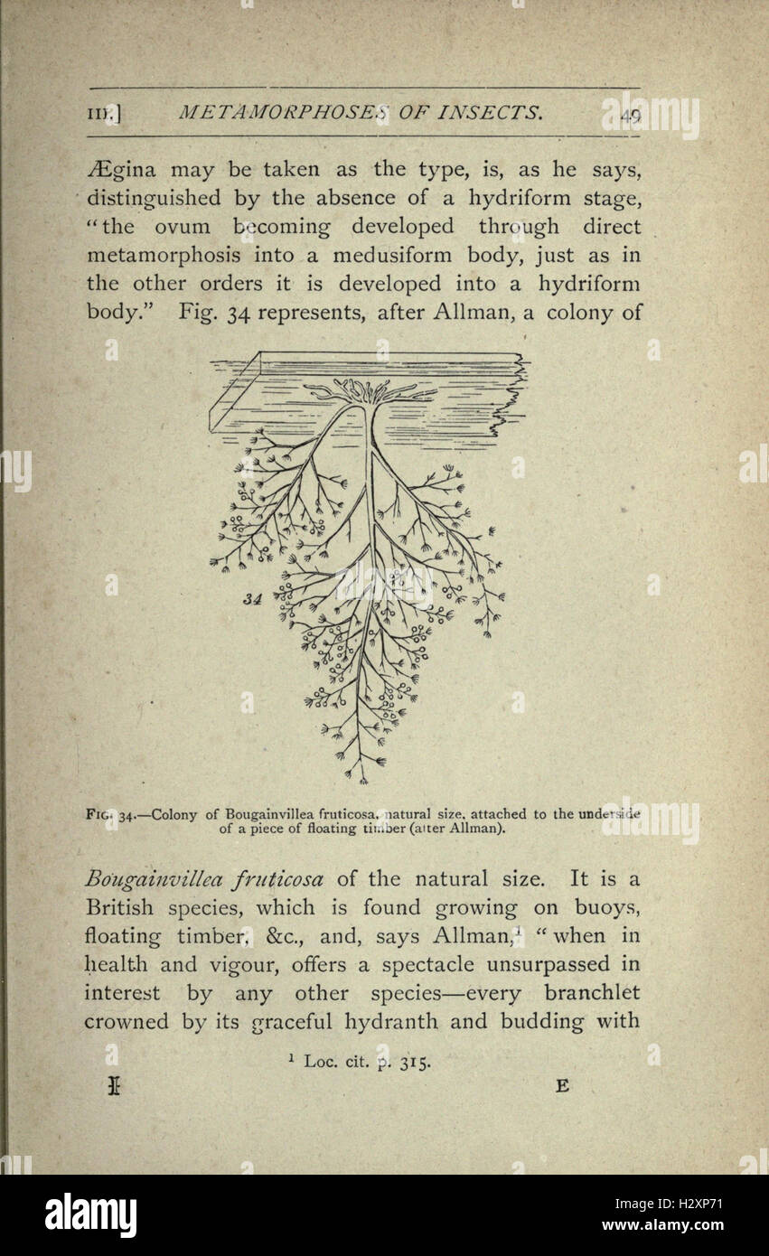 This work discusses the life cycle and transformation processes of ...