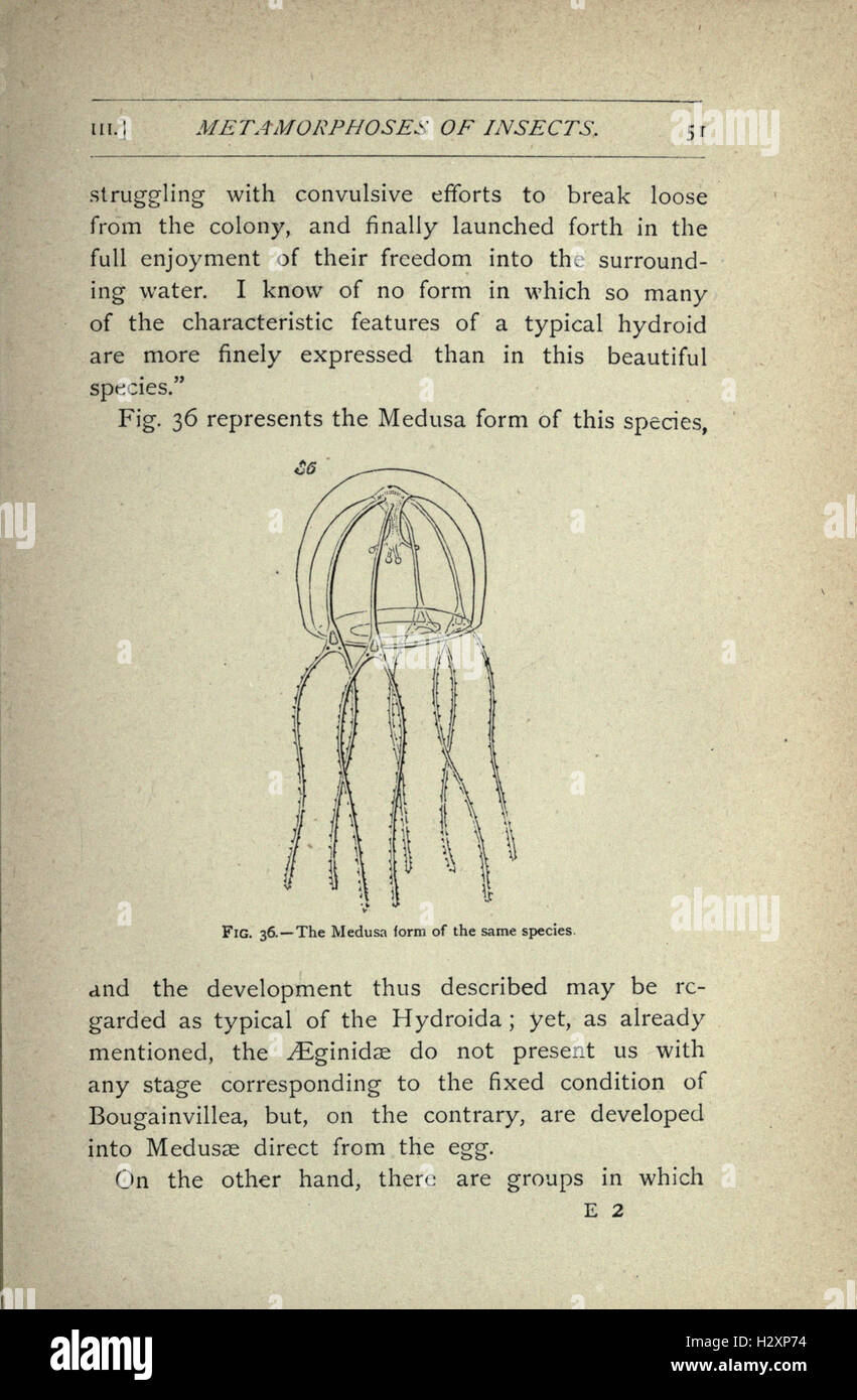 This work explores the life cycle and metamorphosis of insects ...