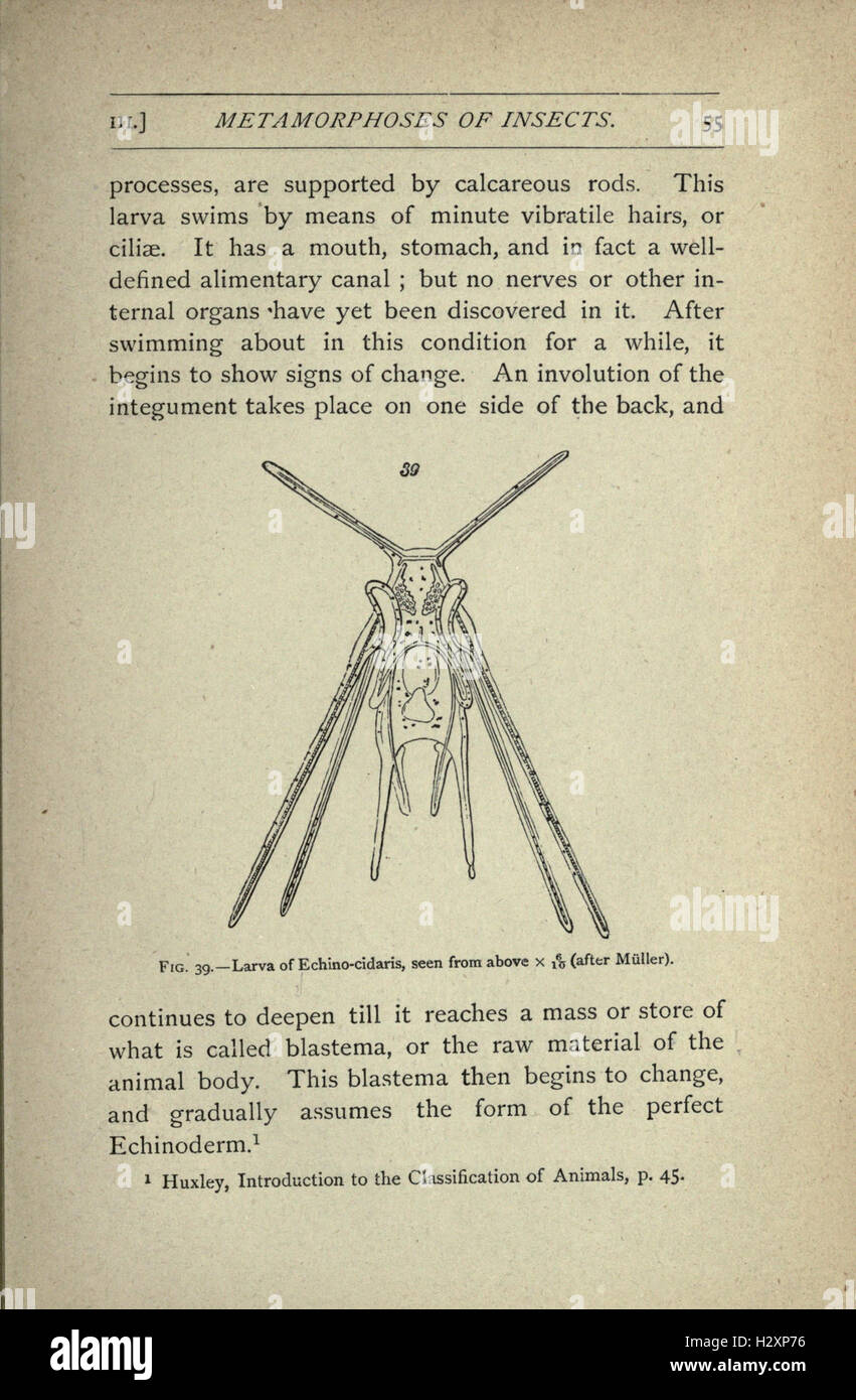 This work explores the origin and transformation processes of insects ...