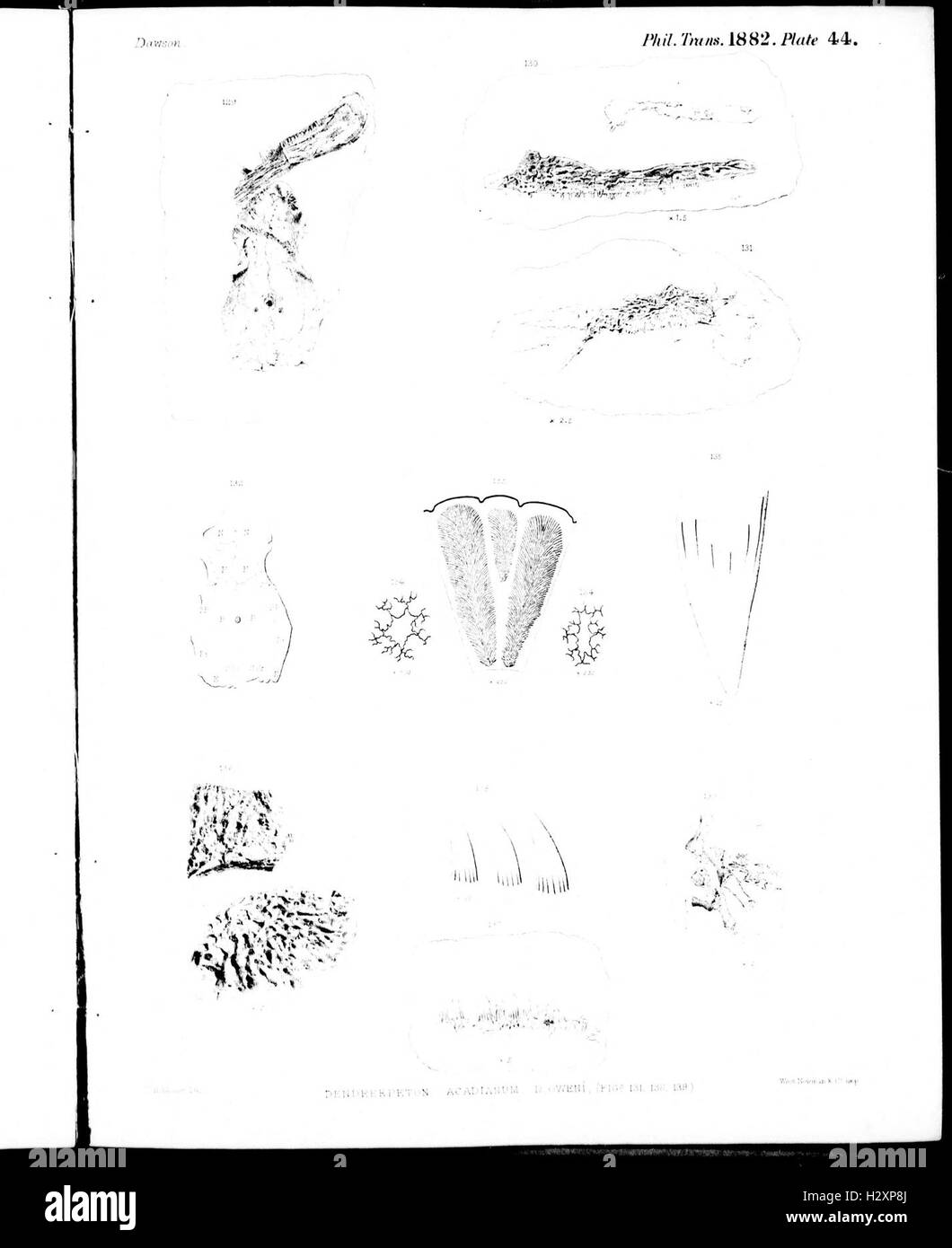 A study on the discovery of upright trees containing fossilized animal ...