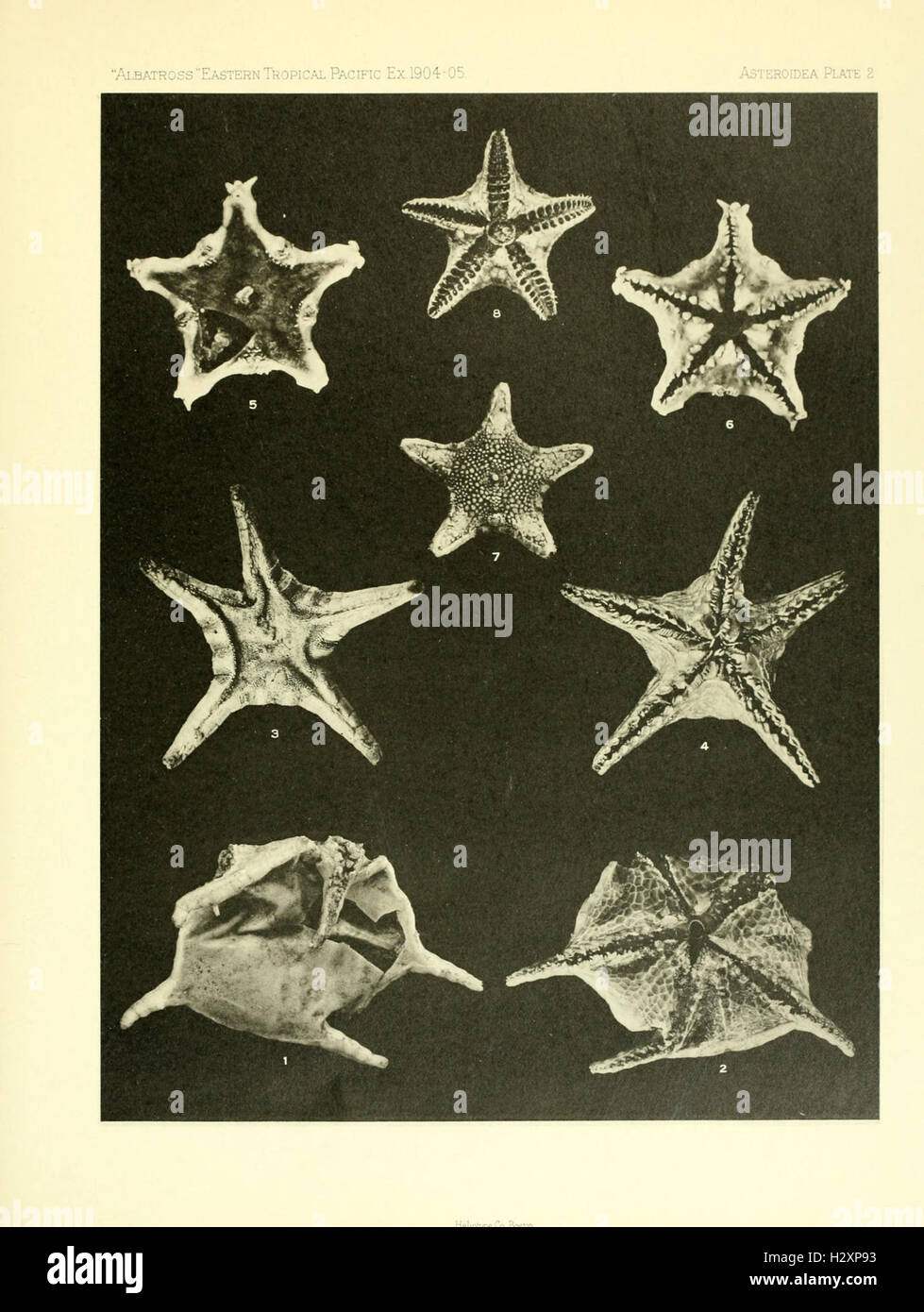 This illustration focuses on the group Asteroidea, a class of ...