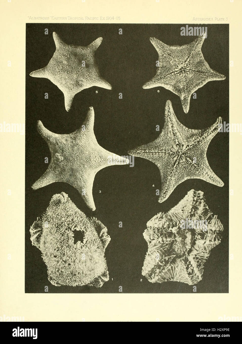 'Asteroidea' focuses on the classification and description of starfish ...