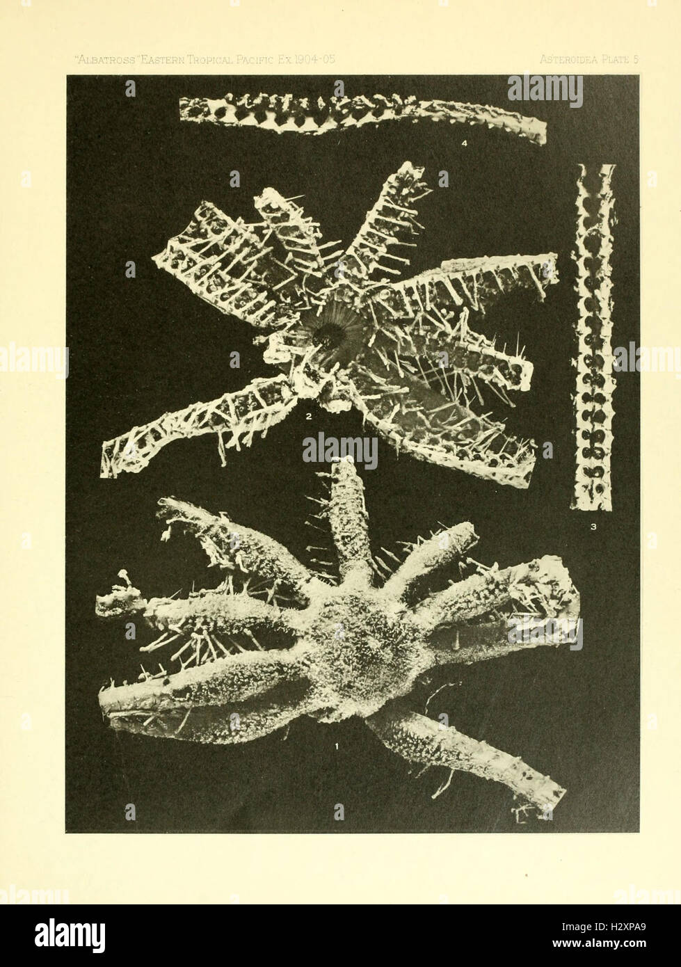 A study of Asteroidea (starfish), showcasing their physical ...