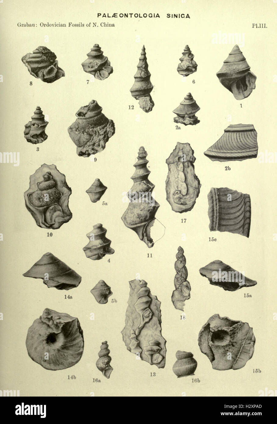 This study of Ordovician fossils from northern China provides insights ...